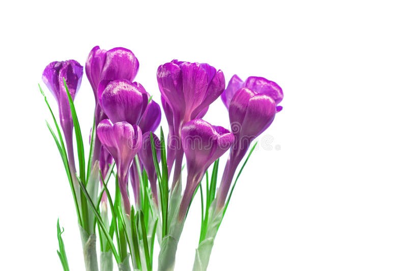 Purple Crocus Flowers in Early Spring Isolate on White Background Stock ...