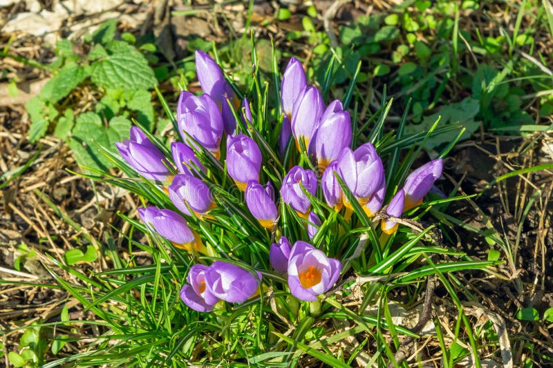 Purple Crocus Flowers. First Spring Flowers Stock Image - Image of ...