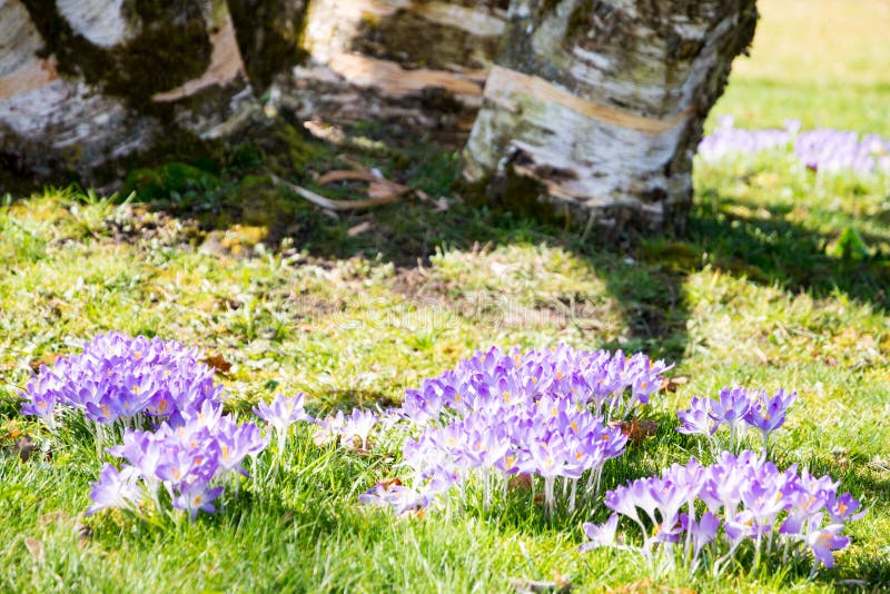 Purple Crocus Flowers in Front of a Tree Trunk Stock Image - Image of ...