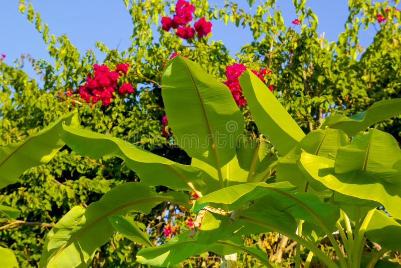 Purple Crocus Flowers in the Garden in Antalya Stock Image - Image of ...