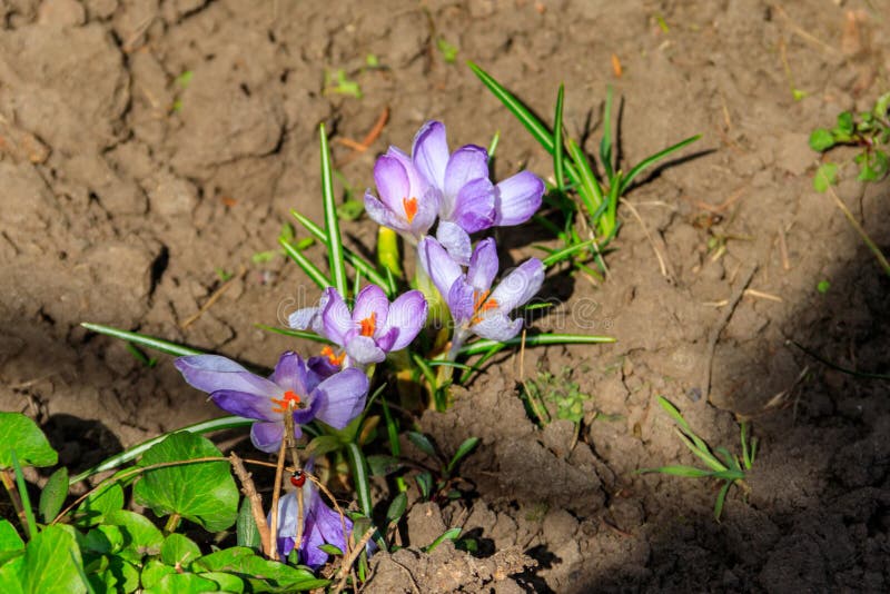Purple Crocus Flowers in Garden on Spring Stock Photo - Image of april ...