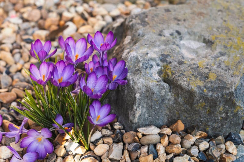 Purple Crocus Flowers Growing through Pebbles and by Large Stone Stock ...