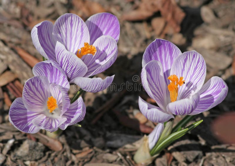 Purple Crocus Flowers stock photo. Image of midwest, flora - 30247692