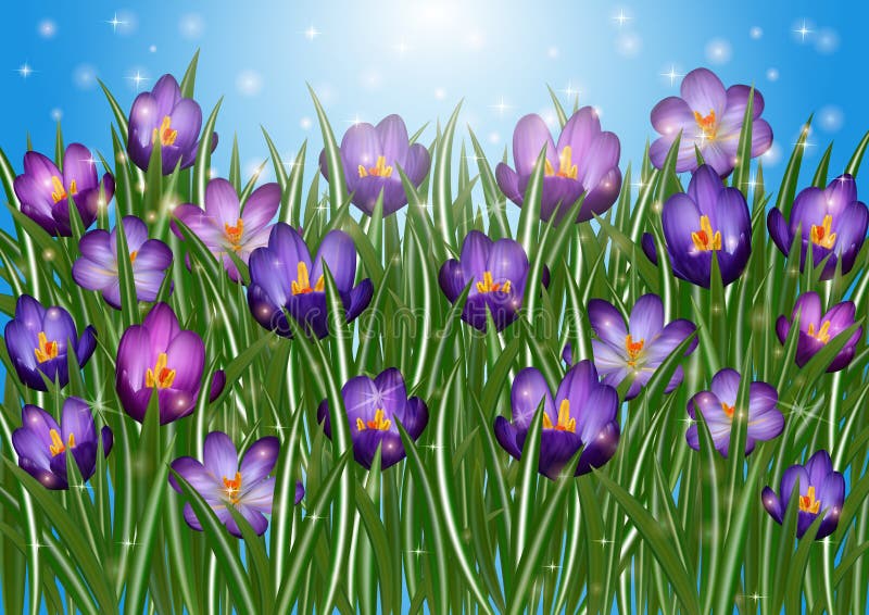 Purple Crocus Flower Banner Card. Vector Illustration Stock Vector ...