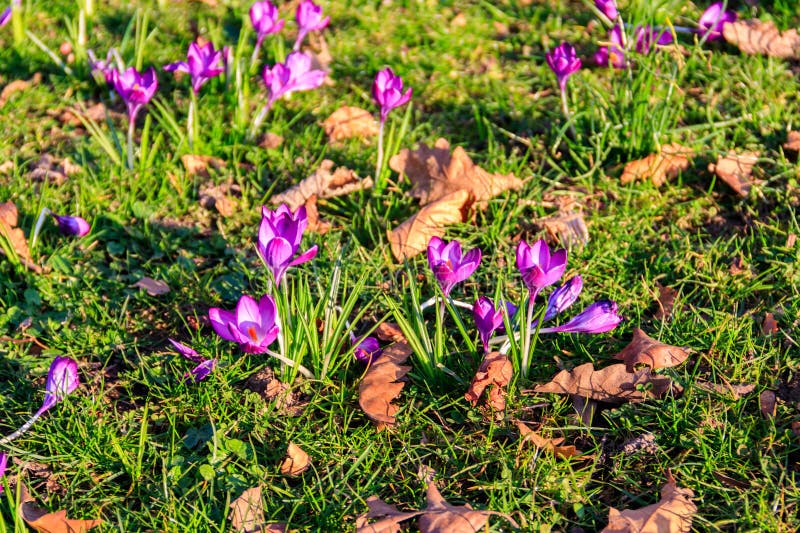 Purple Crocus Flowers on Lawn at Spring Stock Photo - Image of early ...
