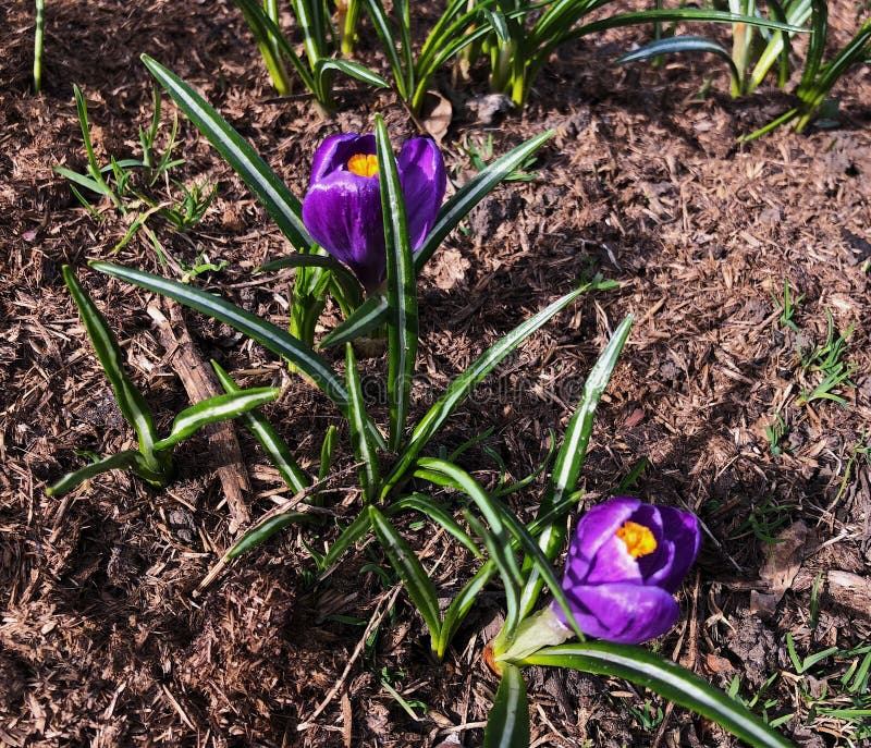 Purple crocus flowers stock photo. Image of lawn, nature - 238974260