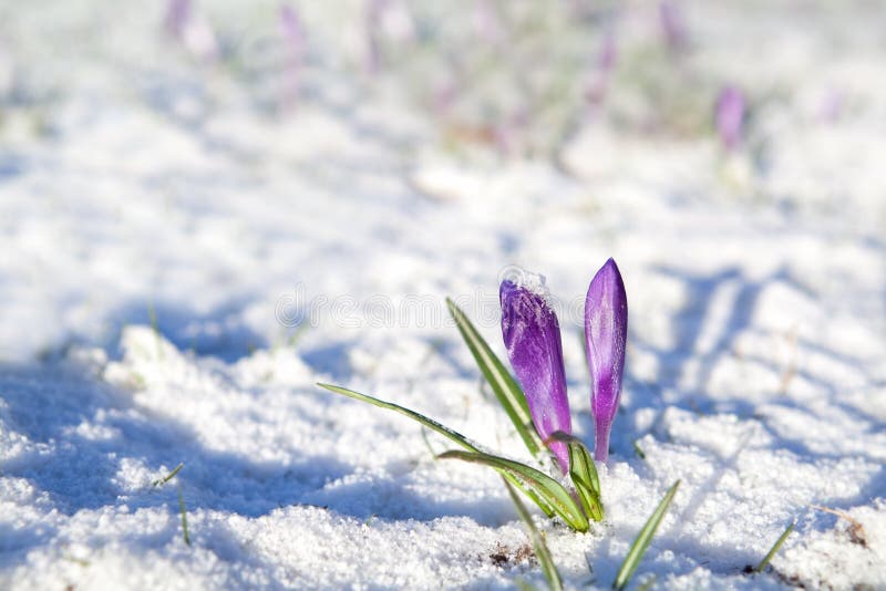 Purple Crocus Flowers on Snow Stock Image - Image of light, flower ...