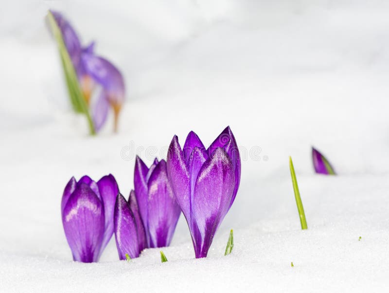 Purple Crocus Flowers in the Snow Stock Photo - Image of flora, season ...