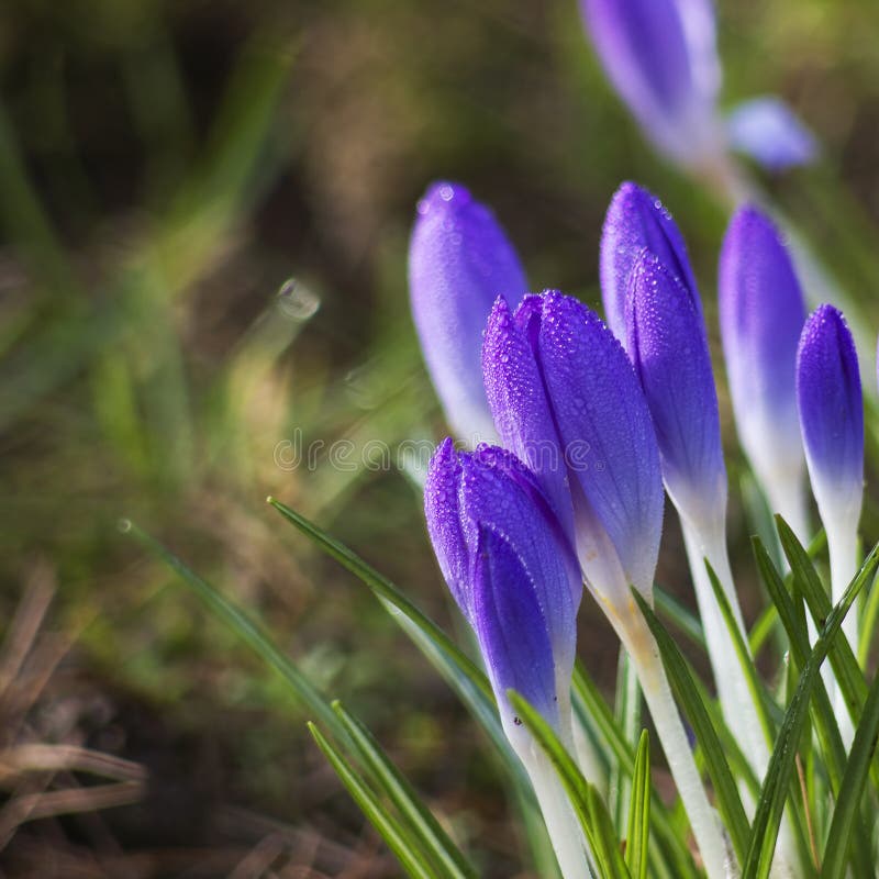 Crocus - flowers of spring stock image. Image of garden - 18739401