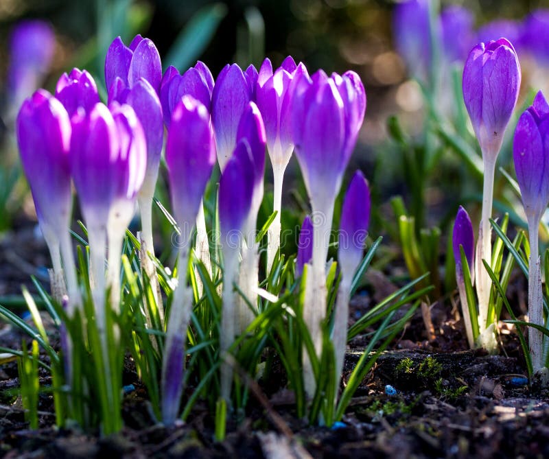 Purple Crocus Flowers in Spring Stock Image - Image of flora, flowers ...