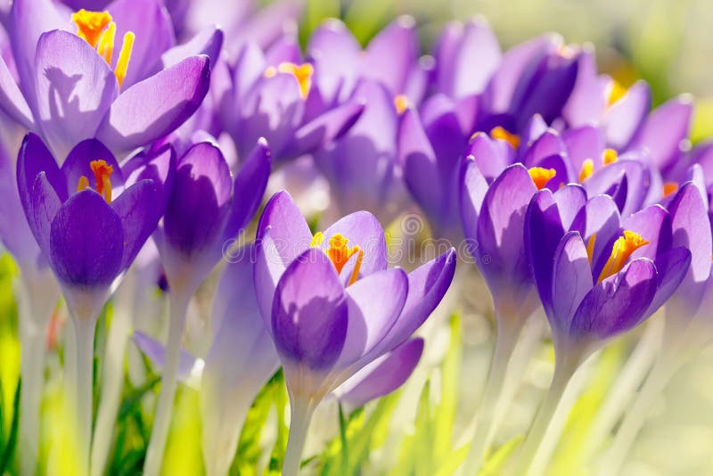 Spring Purple Crocus Flowers Stock Photo - Image of early, lilac: 39531968