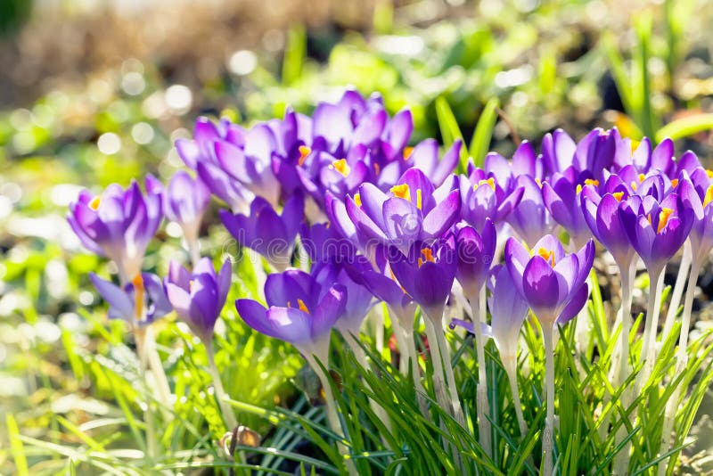Spring Purple Crocus Flowers Stock Photo - Image of early, lilac: 39531968