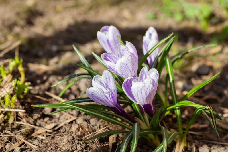 Purple Crocus Flowers in Spring. High Quality Photo Stock Photo - Image ...