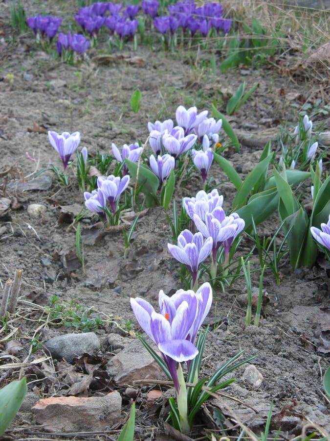 Purple Crocus Flowers in Spring Stock Image - Image of flora, botanical ...