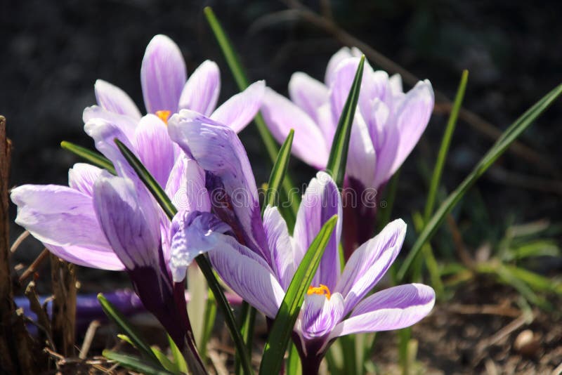 Purple Crocus Flowers in Spring Stock Image - Image of crocus, meadow ...