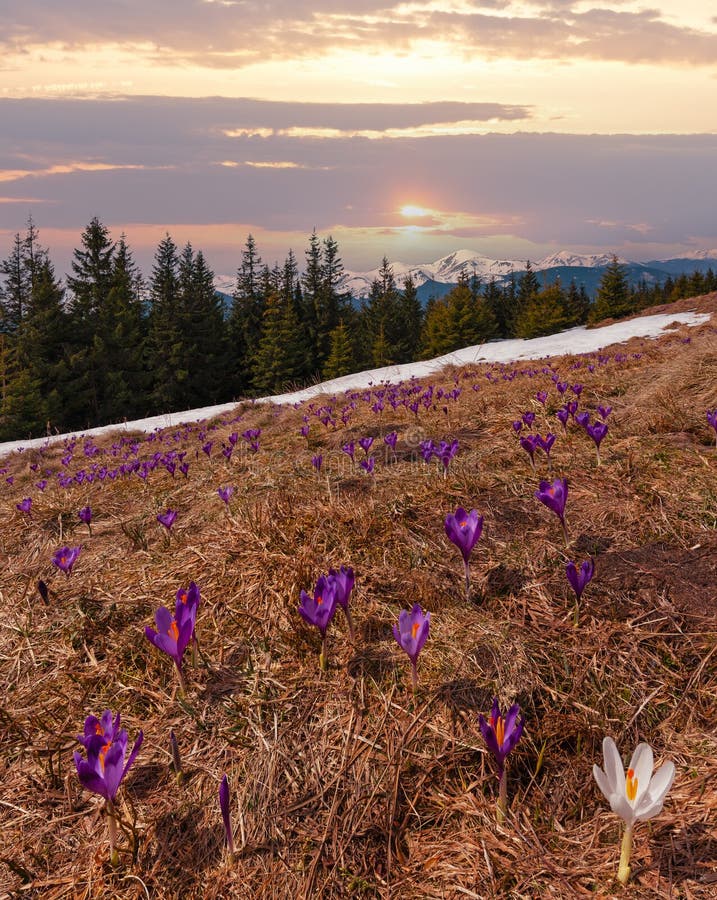 Crocus Flowers on Spring Mountain and Glacier Stock Image - Image of ...