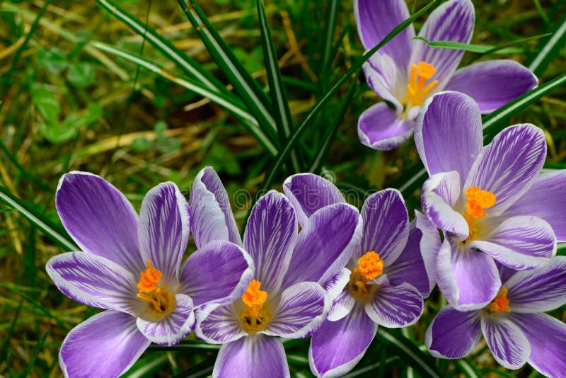 Purple Crocus Flowers. Top View Stock Image - Image of light, blossom ...