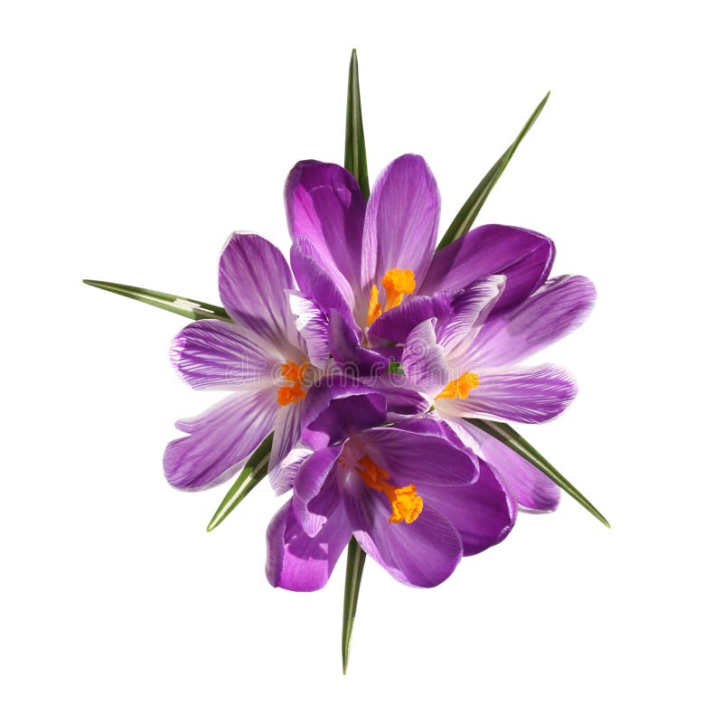 Purple Crocus Flowers on White Background Stock Image - Image of petal ...