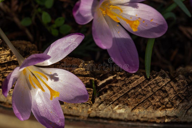 Purple Crocus in Focus stock photo. Image of environment - 184109122