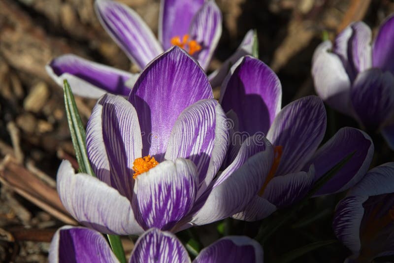 Purple Crocus in the Garden Stock Photo - Image of natural, color ...