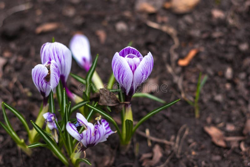 Purple Crocus in the Garden Stock Image - Image of orchid, plant: 261324691