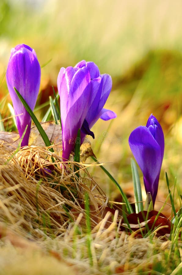 Purple crocus stock image. Image of frafrac14, gras, krokus - 30687411