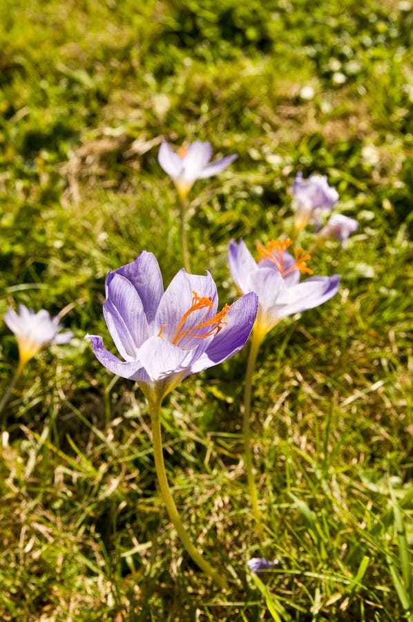 Crocus in the Dry Grass in Early Spring. the Awakening of Nature. Stock ...