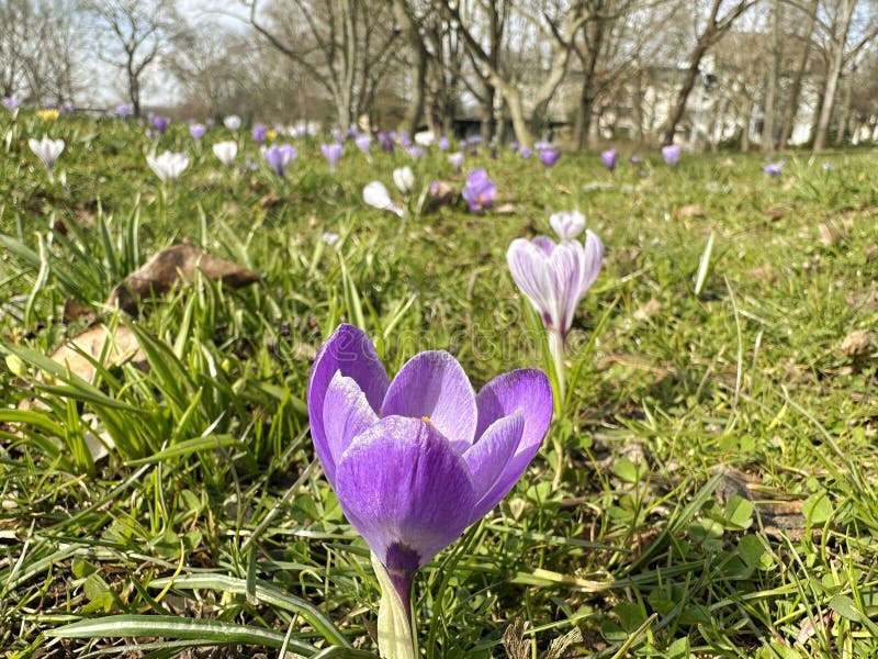 Purple Crocus in Green Grass Editorial Photo - Image of closeup, field ...