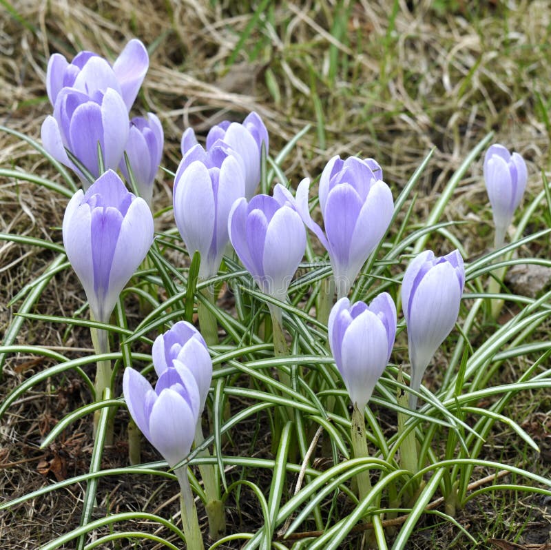 Purple crocus stock image. Image of bloom, blue, purple - 80878455