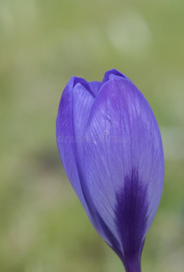 Purple crocus stock photo. Image of bloom, spring, pretty - 96990962
