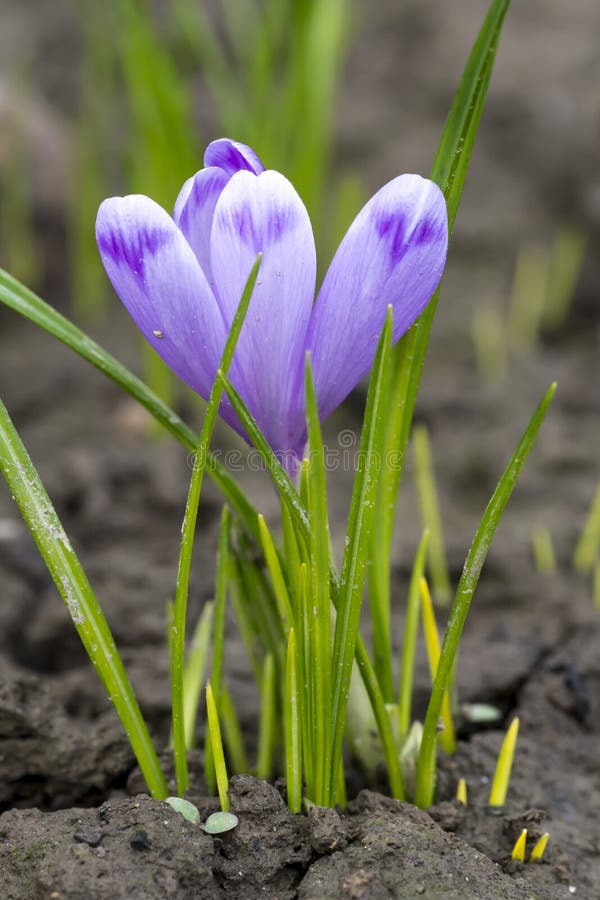 Purple Crocus Made His Way through the Soil. Stock Photo - Image of ...