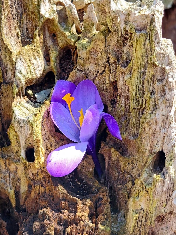 Purple Crocus in Old Tree Trunk Stock Image - Image of crocus, flower ...