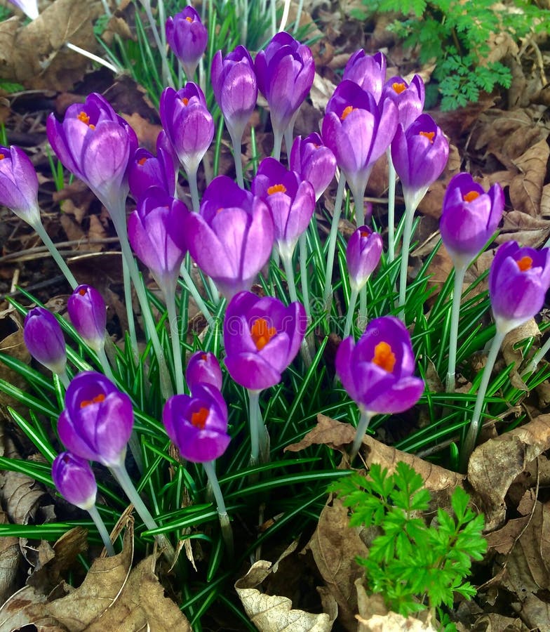 Macrophotography Of Purple Crocus Pistil Stock Photo - Image of card ...