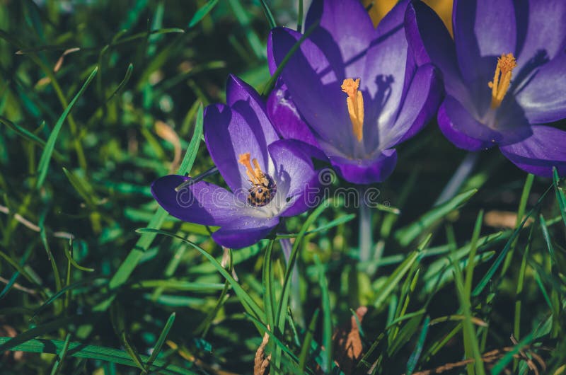 Purple Crocus and Red Ladybug Insect Stock Image - Image of flower ...