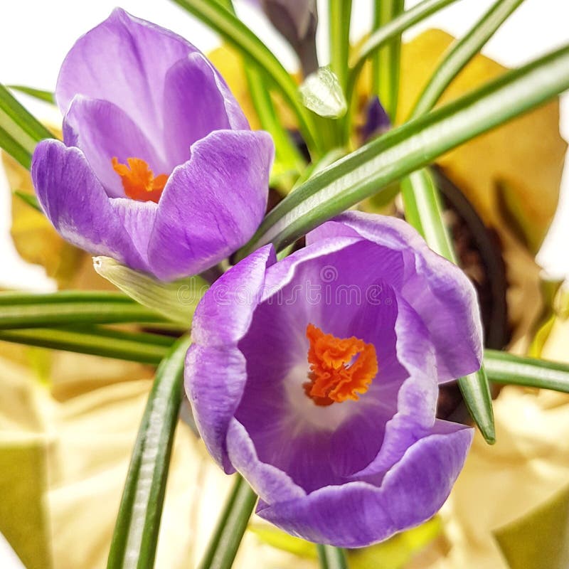 Purple crocus stock image. Image of plant, sign, spring - 90069889