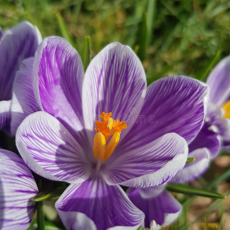 Purple crocus stock photo. Image of single, nature, springtime - 112340450