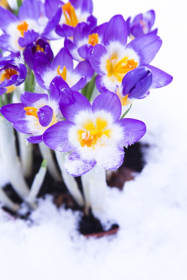 Crocus in the Snow (spring) Stock Photo - Image of glazed, bloom: 1294868
