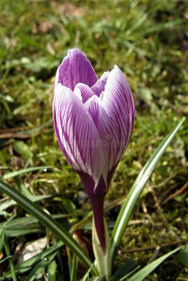 Purple Crocus - Spring is Coming Stock Photo - Image of meadow, macro: 1598