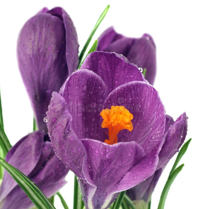 Purple crocus stock image. Image of elegant, gardening - 39125477