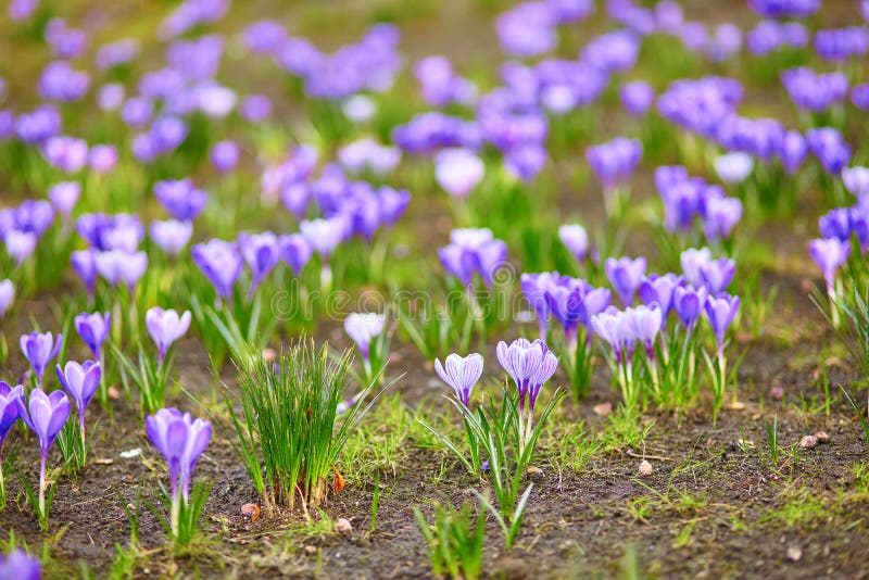 Purple crocus at spring stock image. Image of purple - 49991275