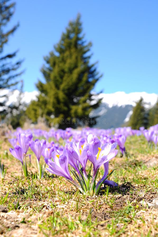 Field of mountain crocuses stock image. Image of botanical - 10830067