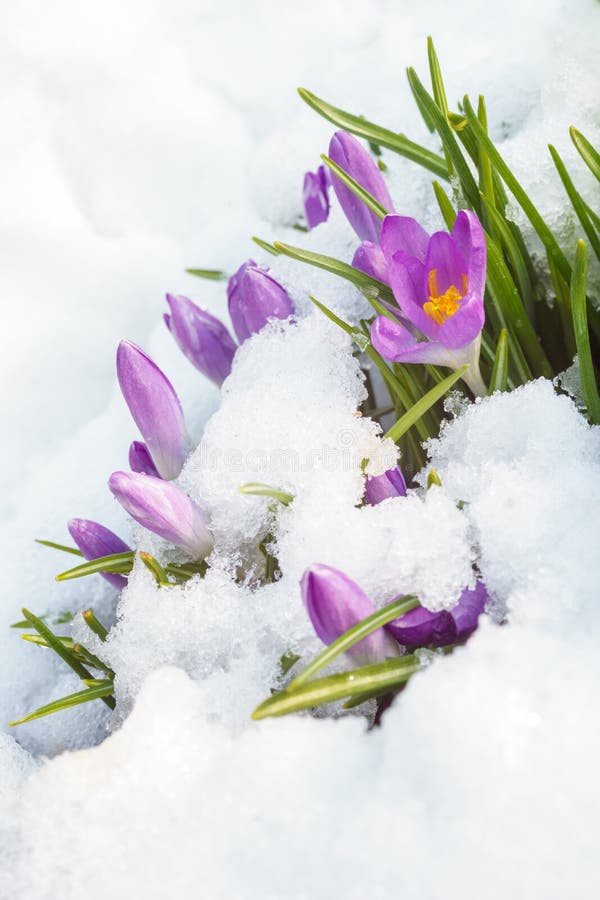 Purple Crocus on White Snow Stock Photo - Image of plant, march: 68346108