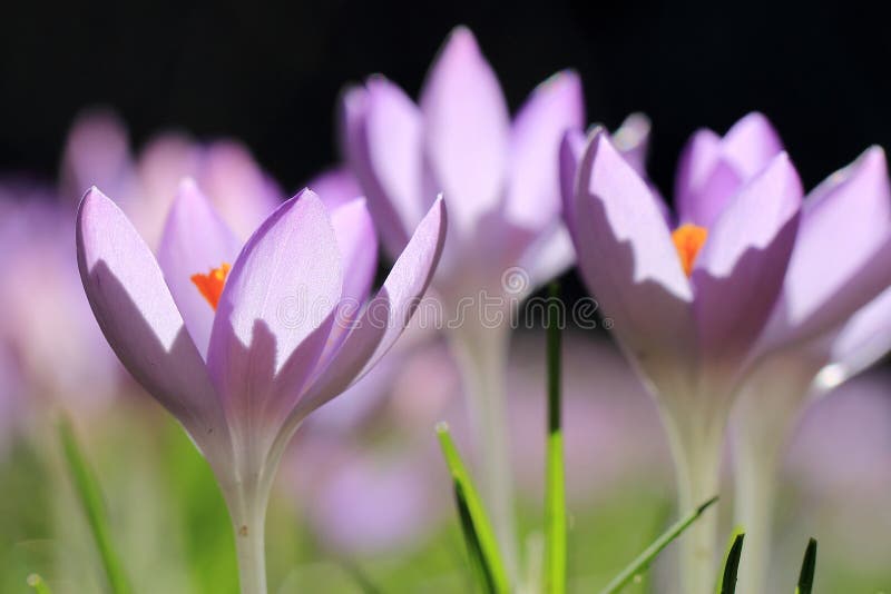 Purple Crocuses in the Back Light Stock Photo - Image of gardens, flora ...