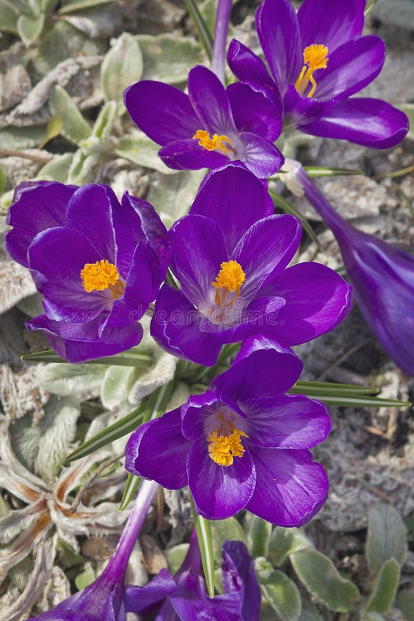 Purple Crocuses in Bloom Close-up Stock Photo - Image of vegetation ...