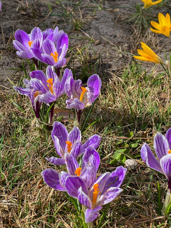 Purple Crocuses with a Bee stock photo. Image of iris - 176651352