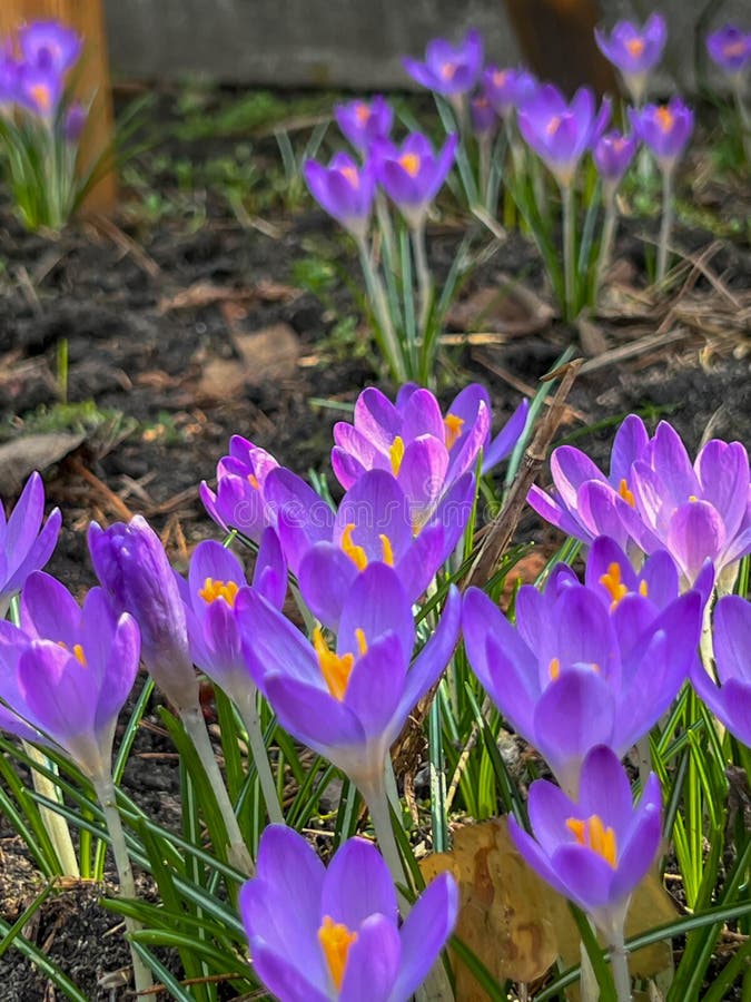 Purple Crocuses with a Bee stock photo. Image of iris - 176651352