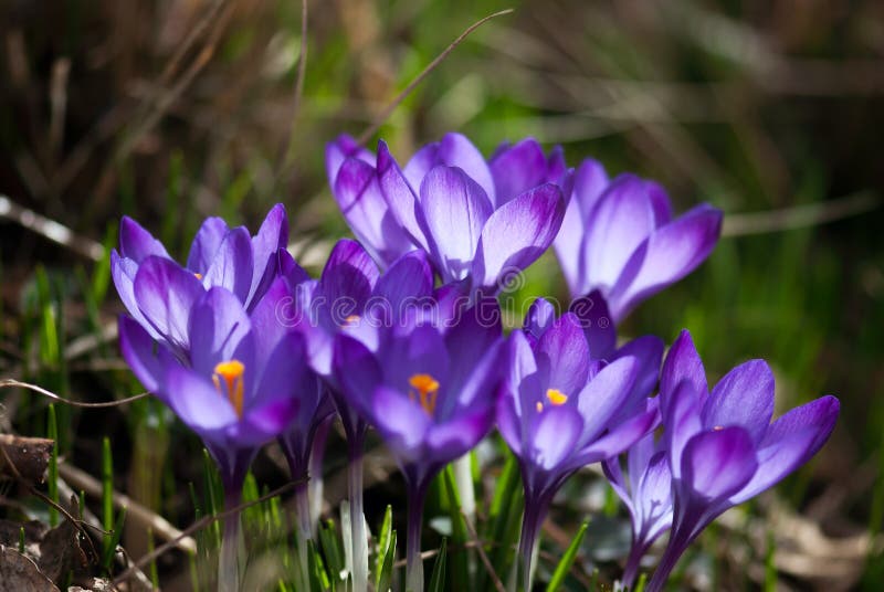 Purple Crocuses Blooming in Springtime Stock Image - Image of grow ...
