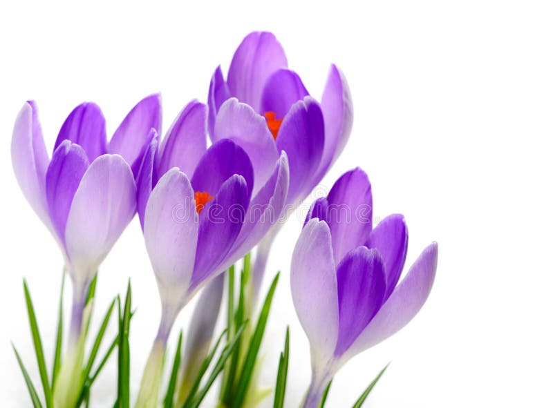 Crocus Spring Flowers stock photo. Image of elegant, design - 24125386