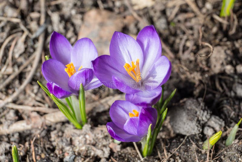 Purple crocuses close up stock photo. Image of color - 70034584