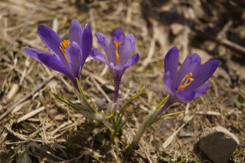 Purple Crocuses - Crocus Heuffelianus Stock Photo - Image of ...